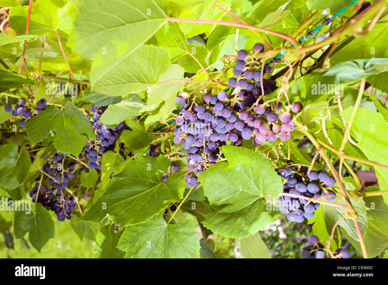 Vitis labrusca red wine manufacturing hi-res stock photography and ...