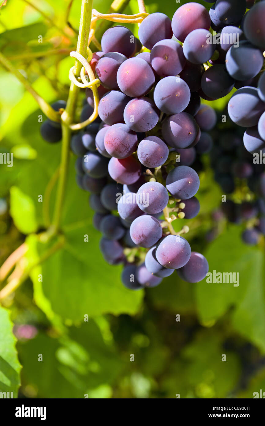Vitis labrusca hi-res stock photography and images - Alamy
