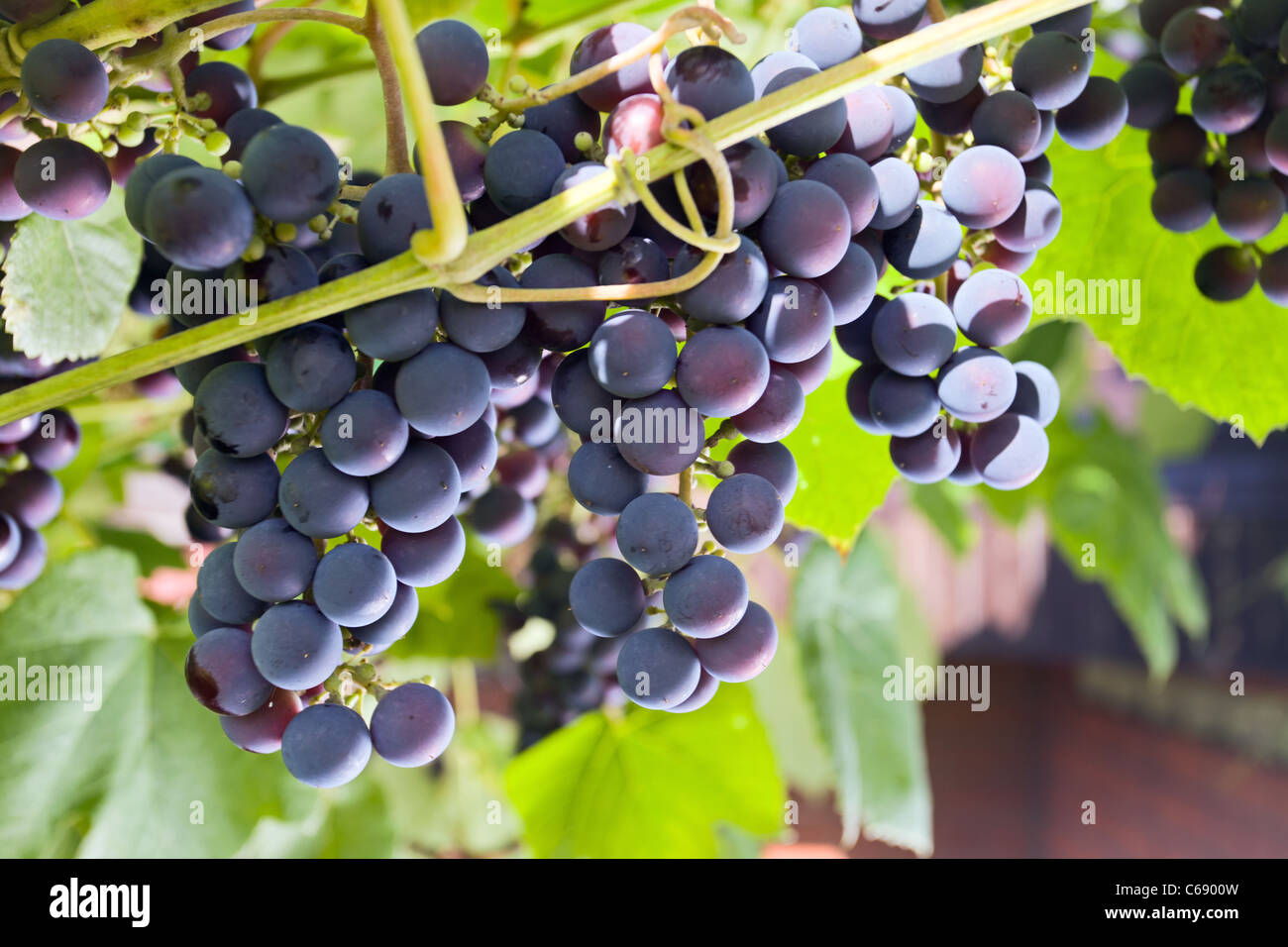 Vitis labrusca hi-res stock photography and images - Alamy