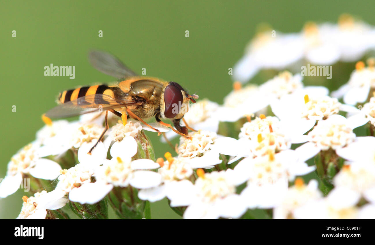 Hoverfly, Worcestershire, England, Europe Stock Photo - Alamy