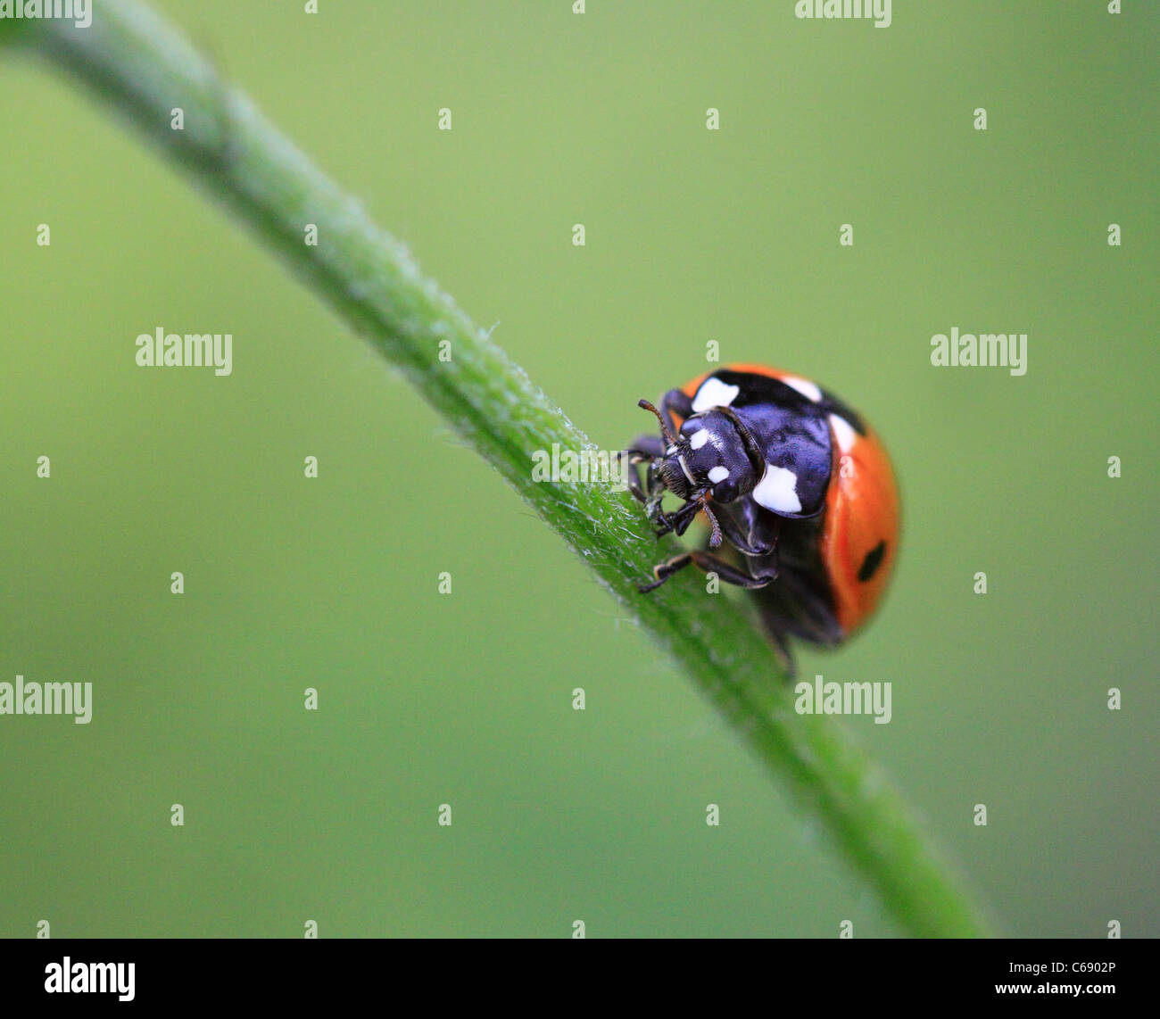Lady bug flying hi-res stock photography and images - Alamy