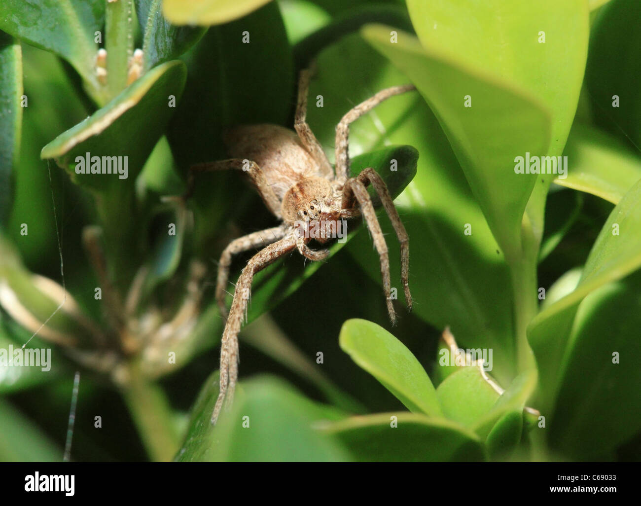 Hedge spider hi-res stock photography and images - Alamy