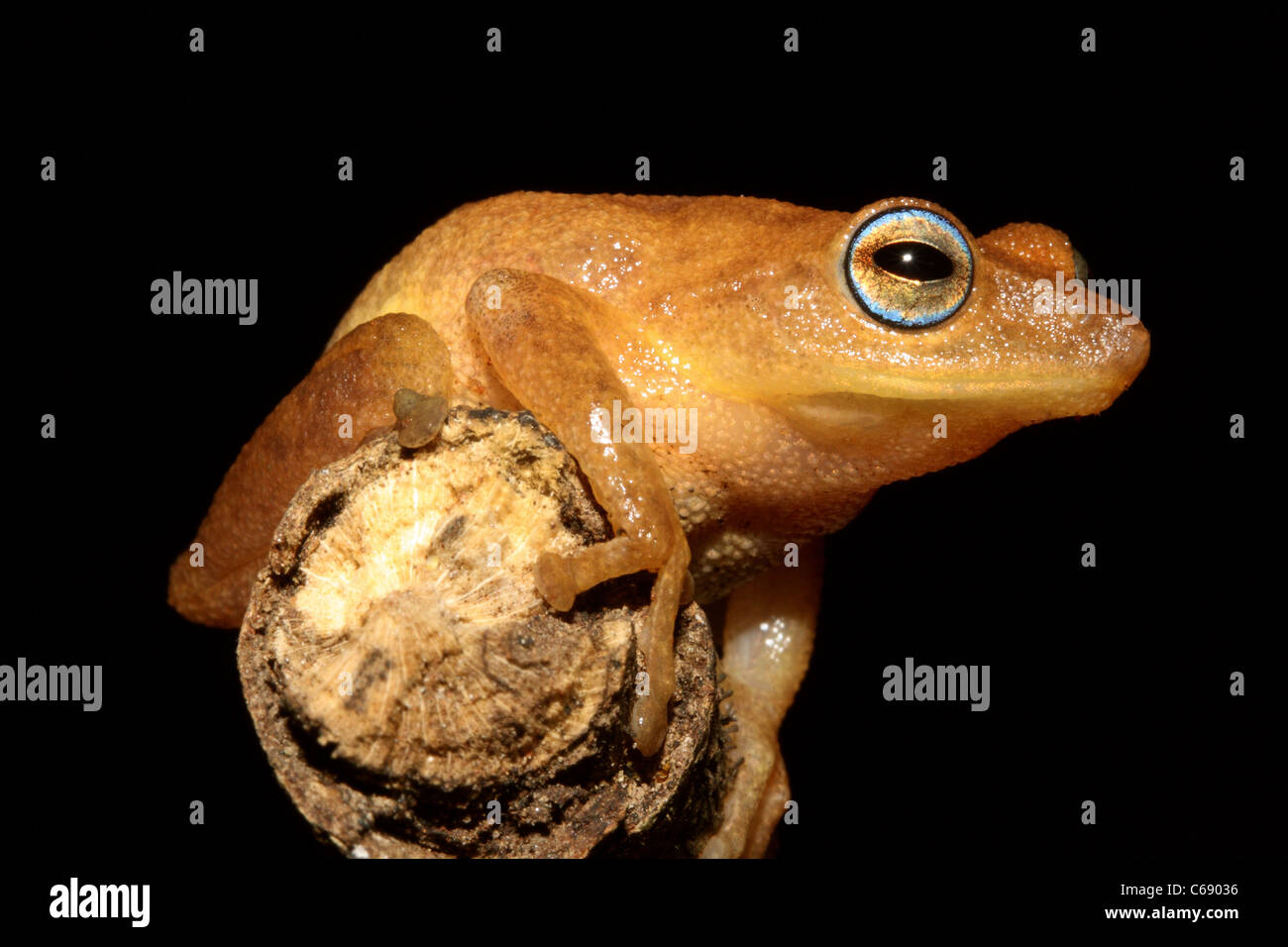 The Blue-eyed bush frog (Philatus luteolus Stock Photo - Alamy