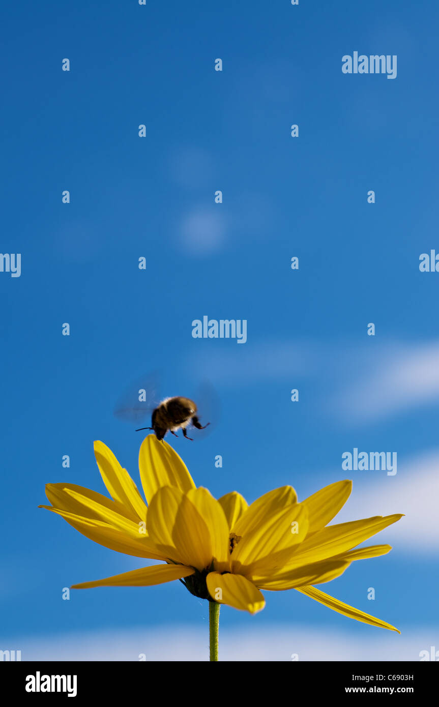 A Hovering Bumble Bee Not Sure Whether Or Not To Land On the Yellow ...