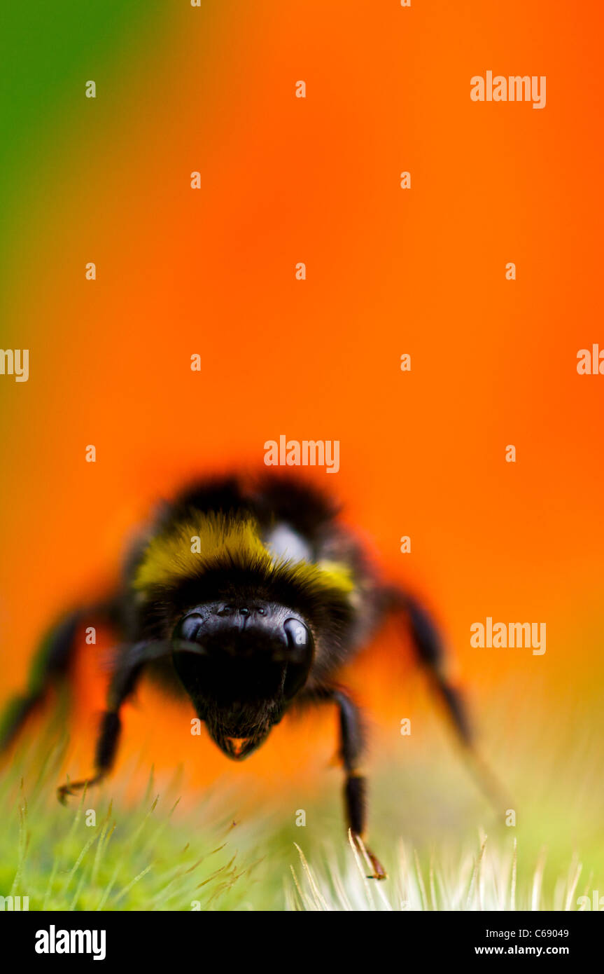 A British Bumble Bee Warming On A Poppy Head After, A Large Summer Rain ...