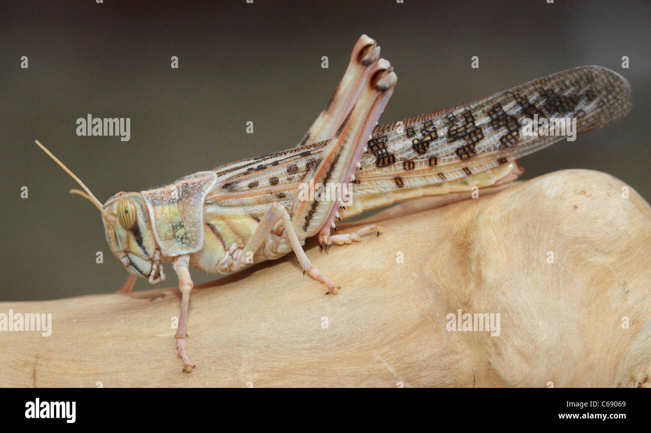 Flying Locust High Resolution Stock Photography and Images - Alamy