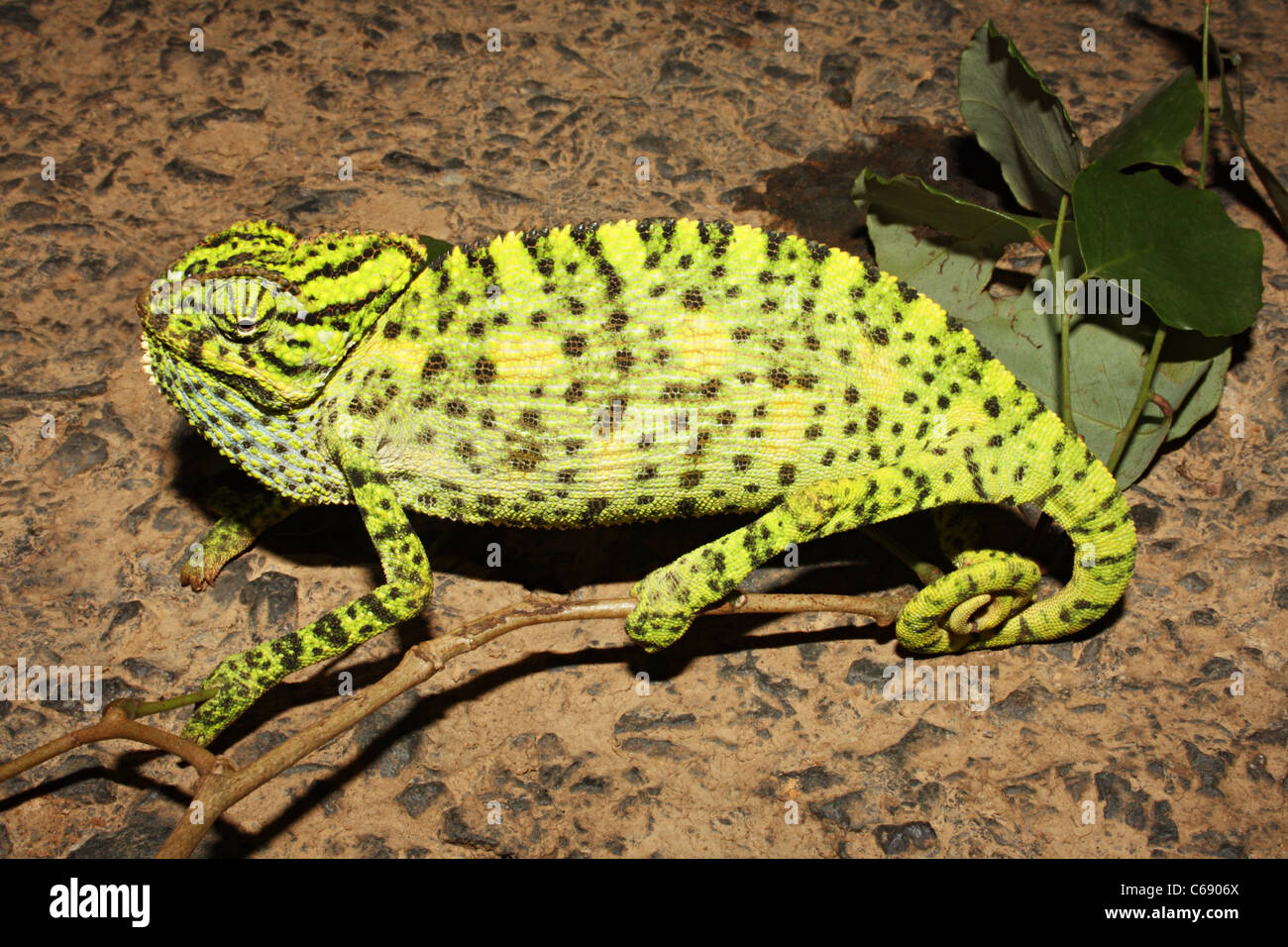 Indian chameleon hi-res stock photography and images - Alamy
