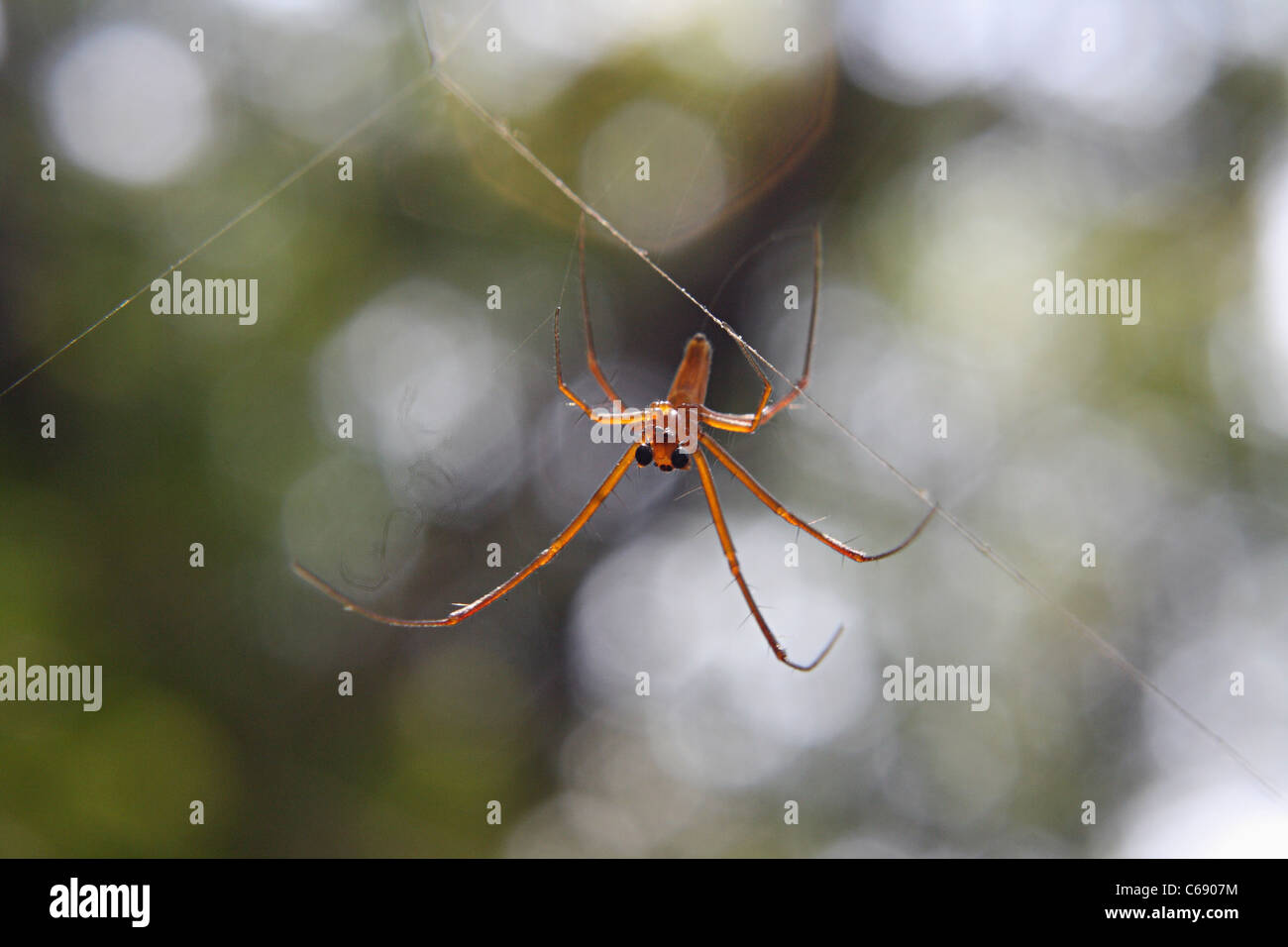 Giant wood spider hi-res stock photography and images - Alamy