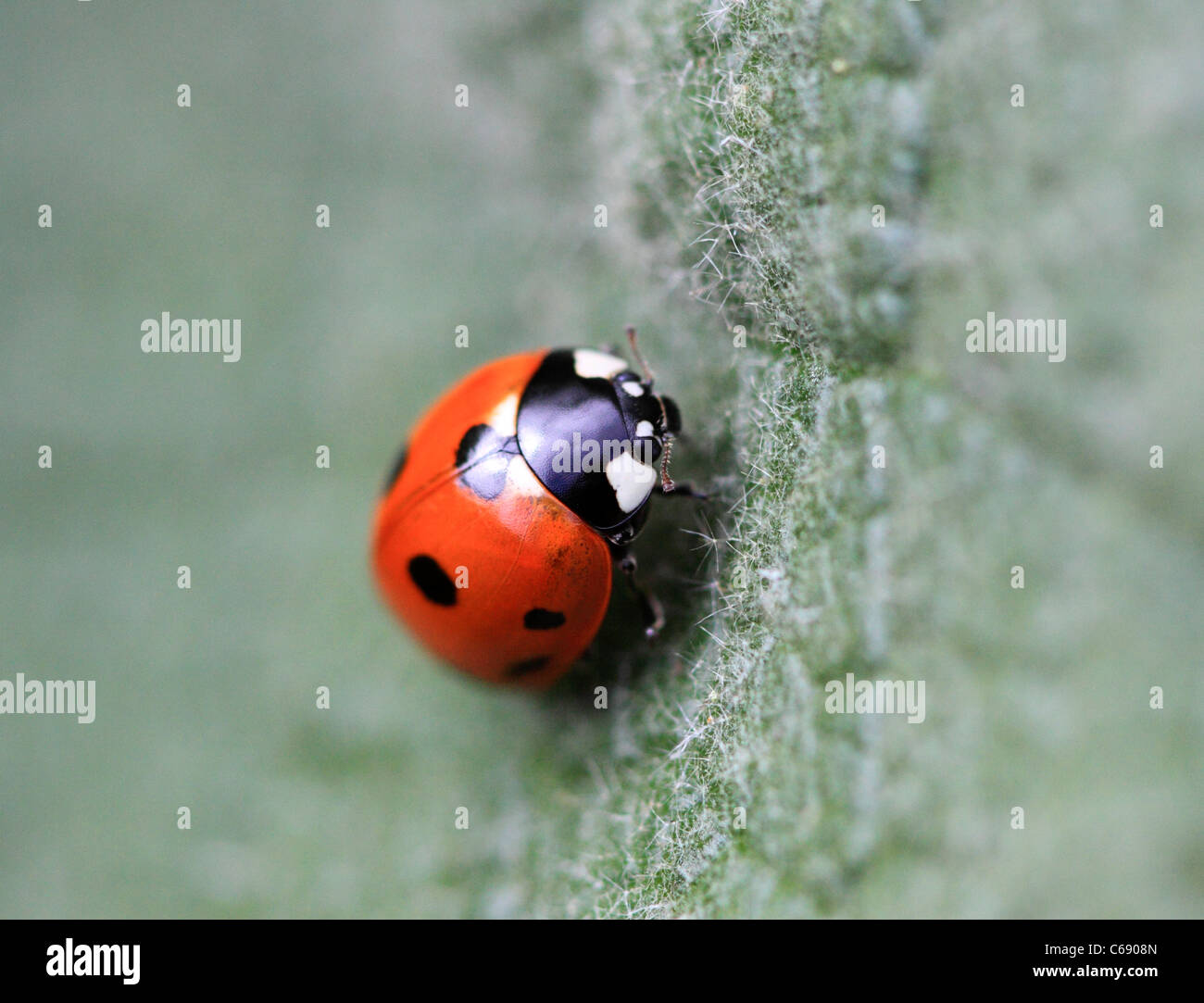 Seven Spotted Ladybird ( Coccinella septempunctata ), Worcestershire ...