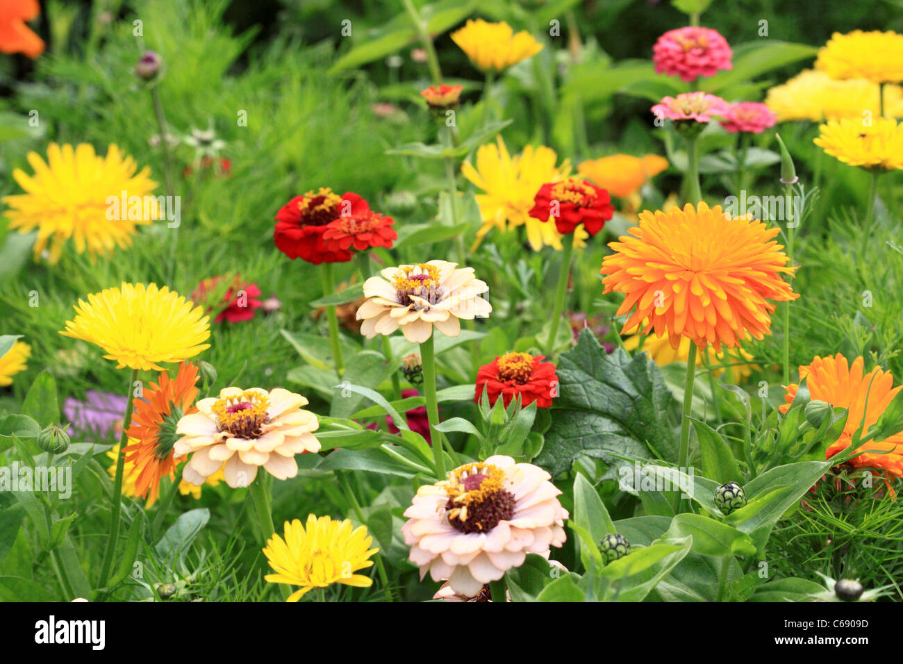 British wild plants hi-res stock photography and images - Alamy