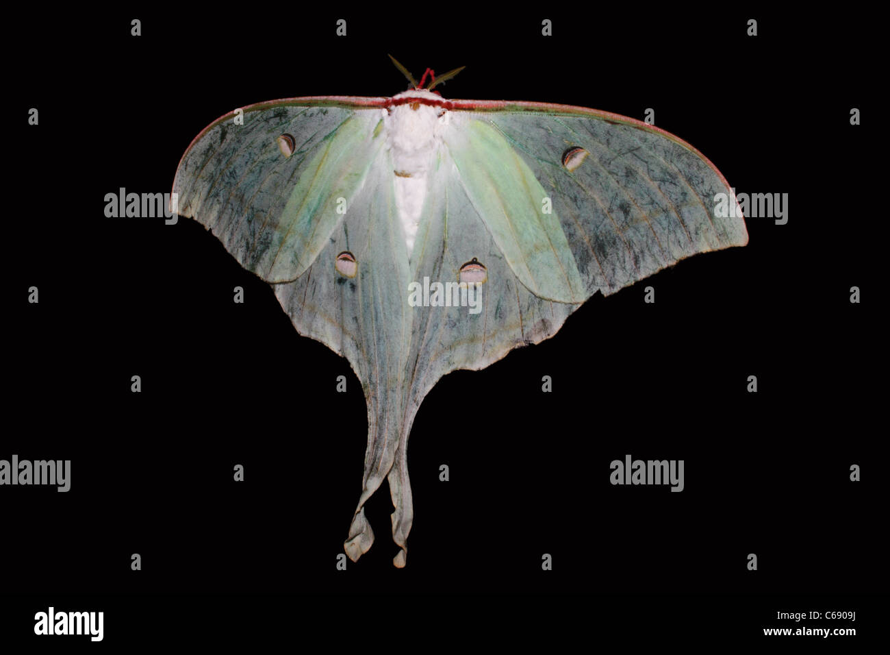 American Moon Moth