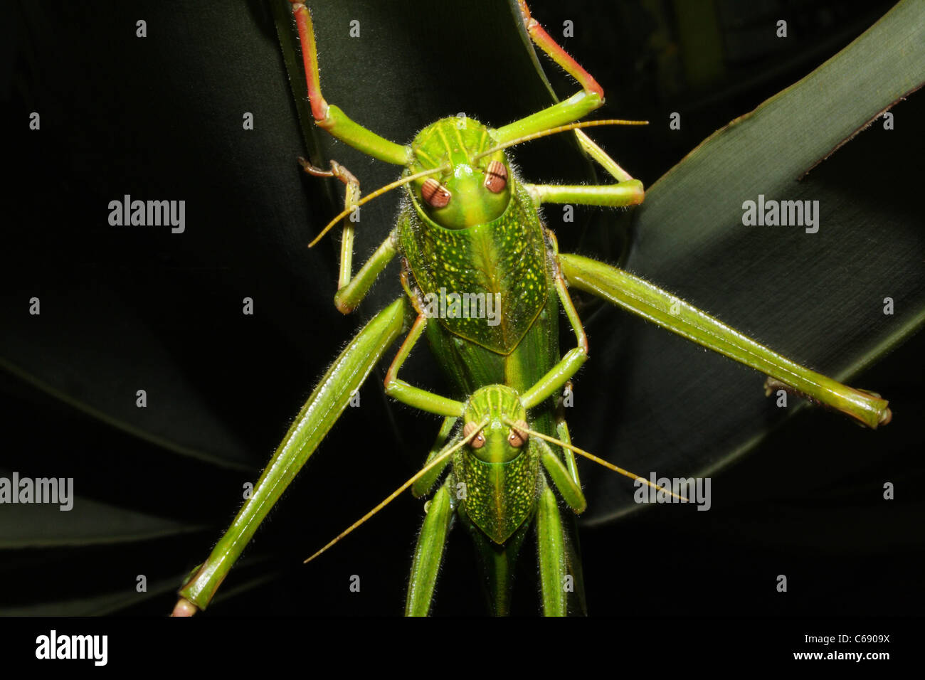 Grasshoppers Stock Photos & Grasshoppers Stock Images - Alamy