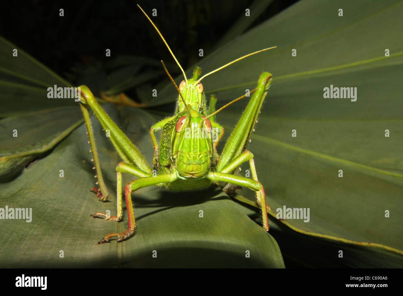 Grasshoppers mating photos hi-res stock photography and images - Alamy