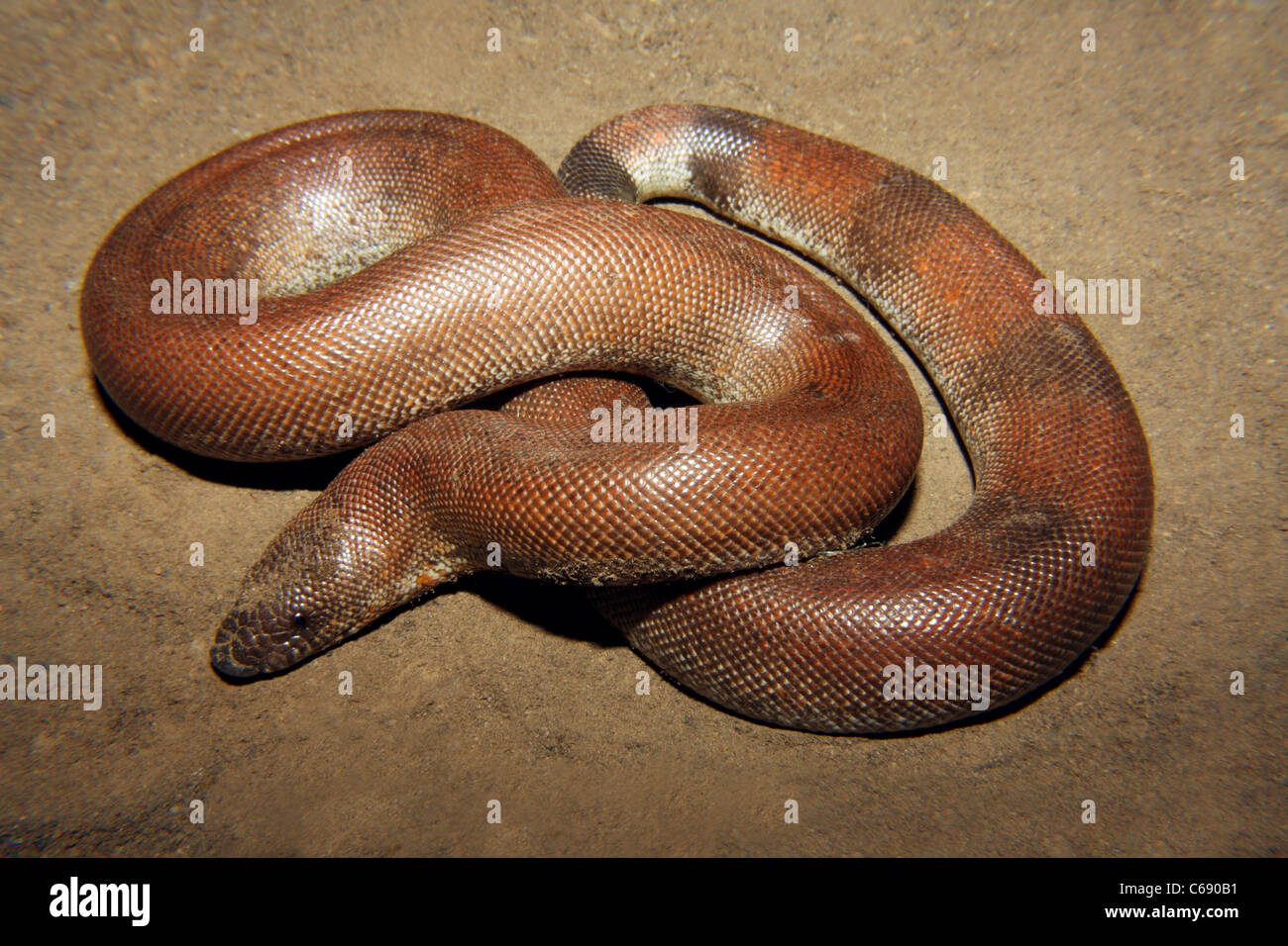 Common sand boa hi-res stock photography and images - Alamy