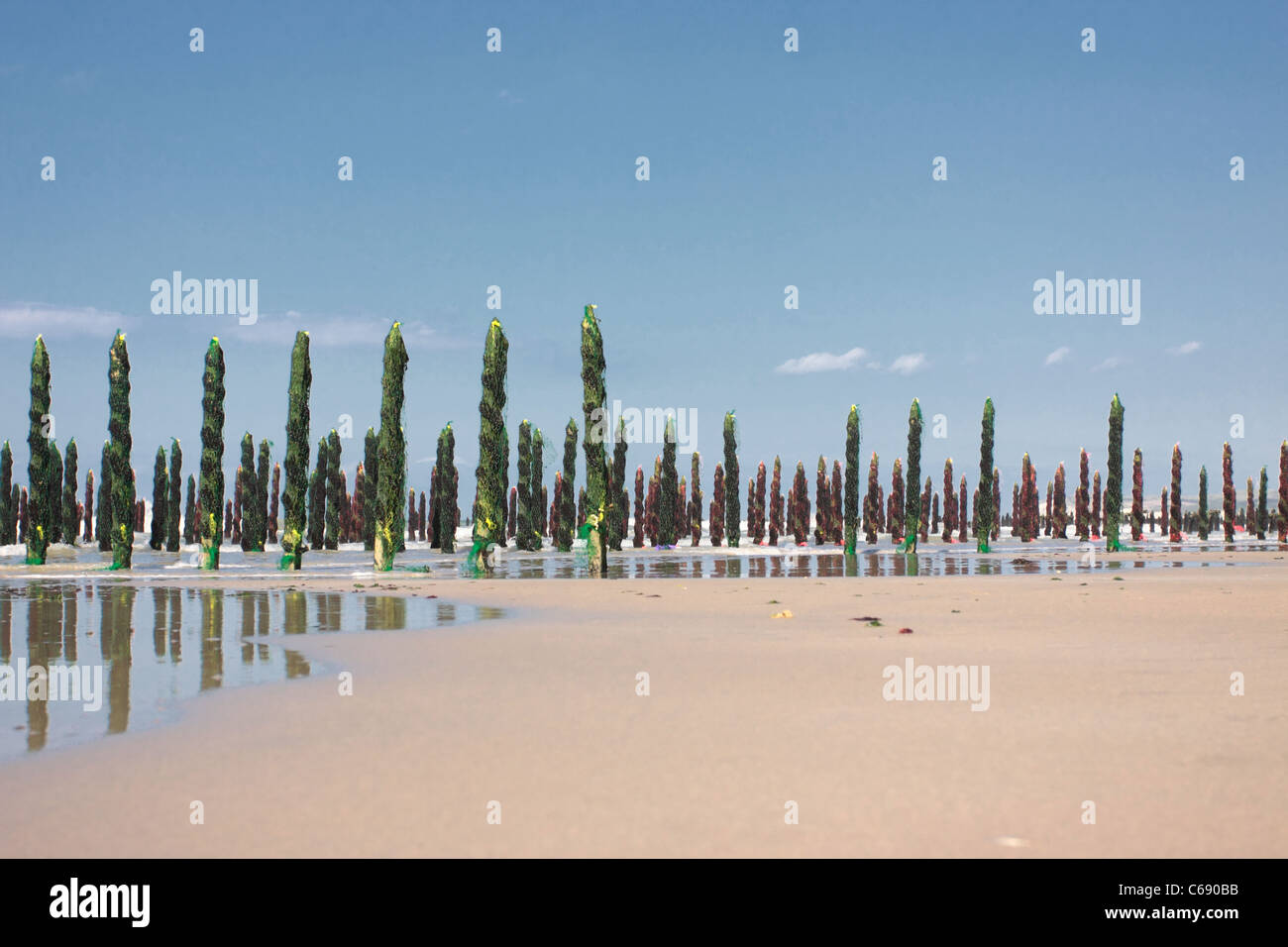 Mussel farm underwater hi-res stock photography and images - Alamy