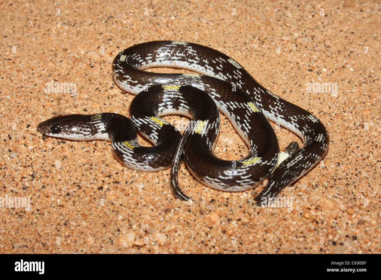 BARRED WOLF SNAKE Lycodon striatus. Non Venomous Common Stock Photo - Alamy