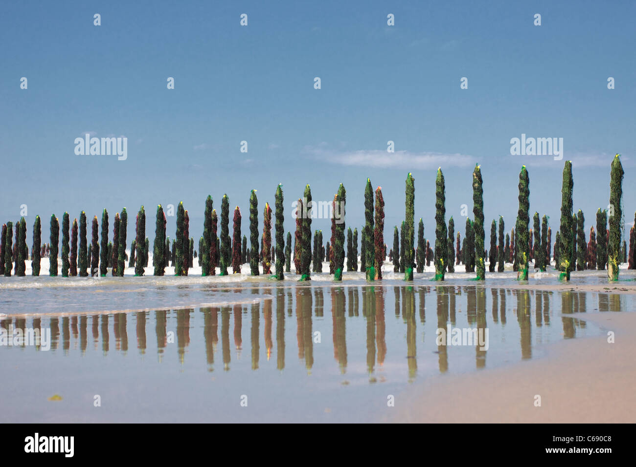 mussel sea on the coast of opal in France Bouchot Stock Photo - Alamy