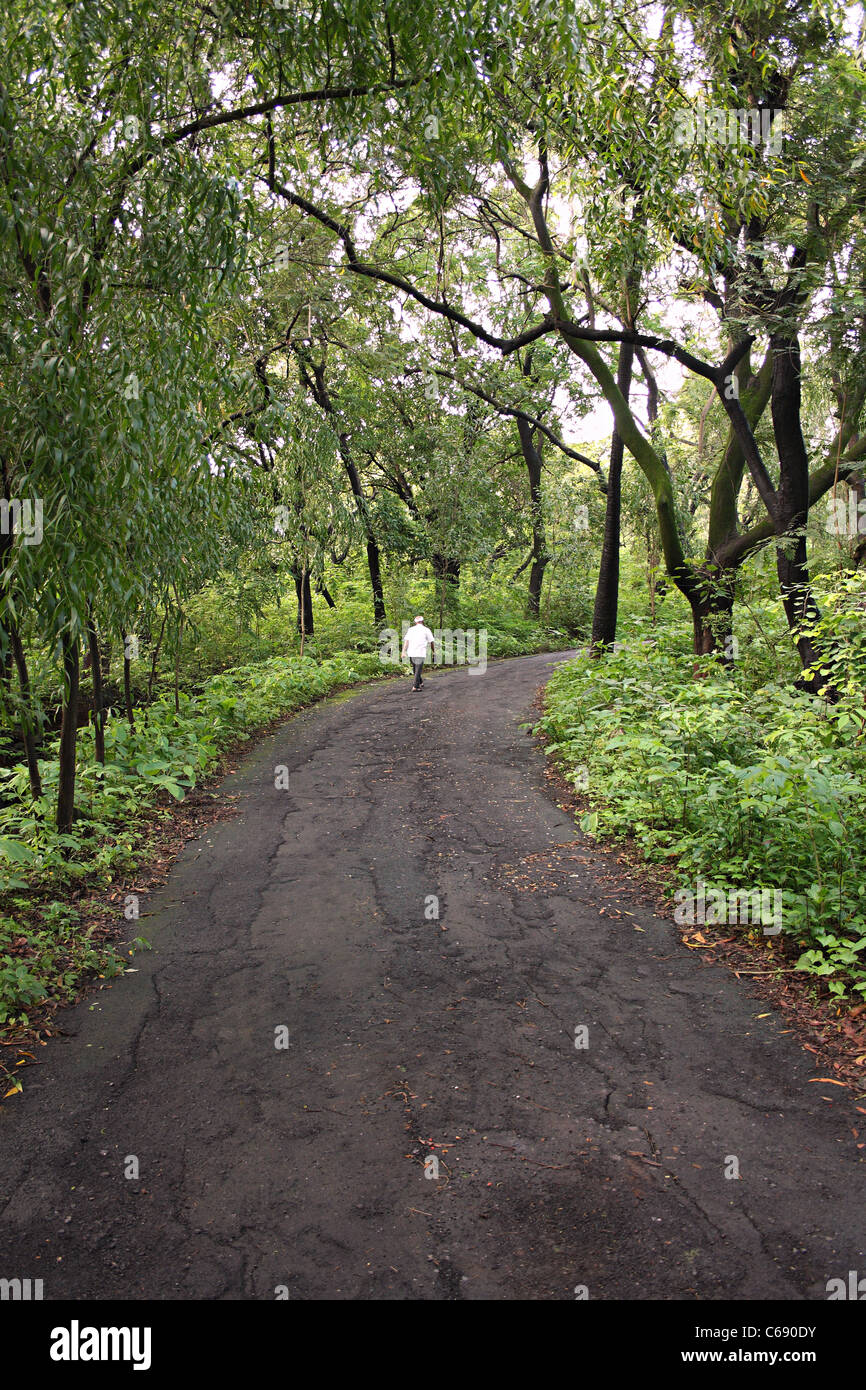 Jungle road hi-res stock photography and images - Alamy