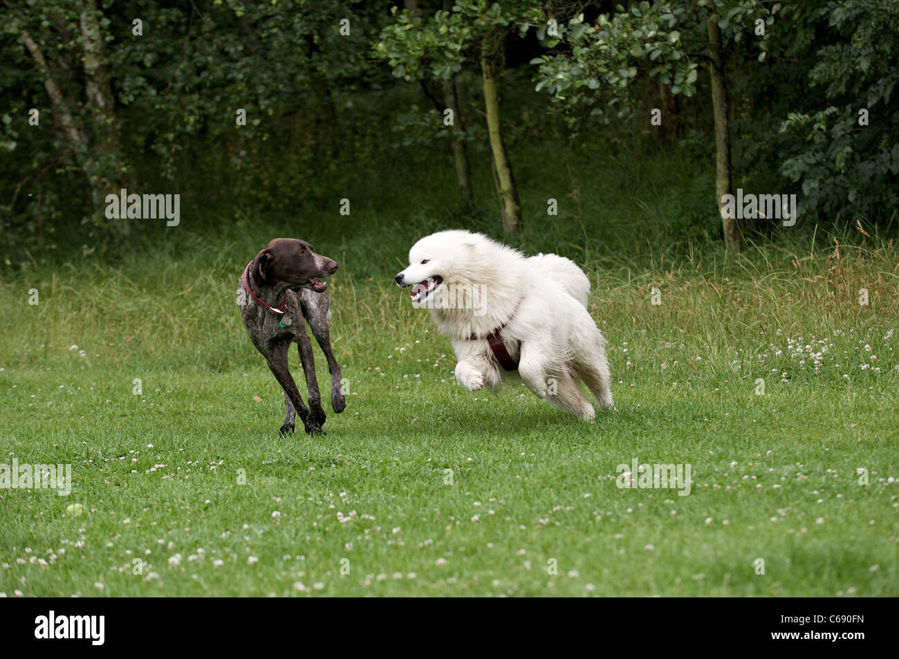Husky running hi-res stock photography and images - Alamy