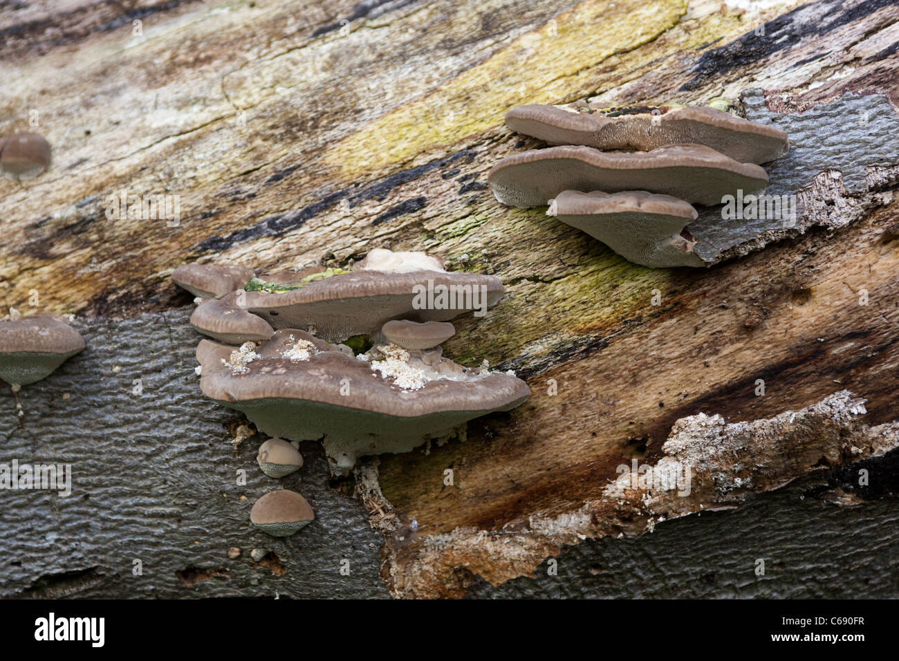 Fungi growing on tree trunk Stock Photo - Alamy