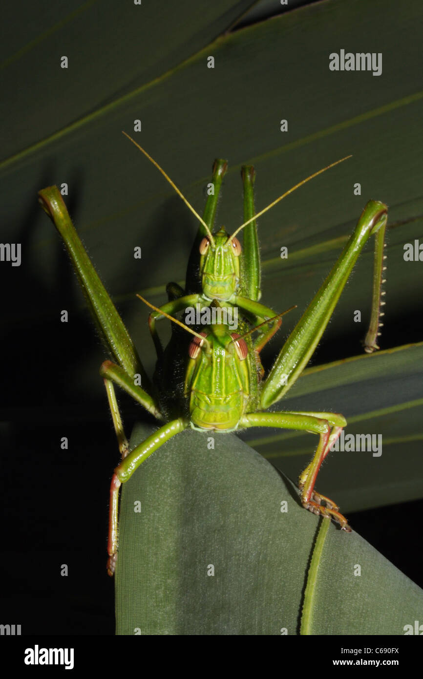 Grasshoppers mating photos hi-res stock photography and images - Alamy