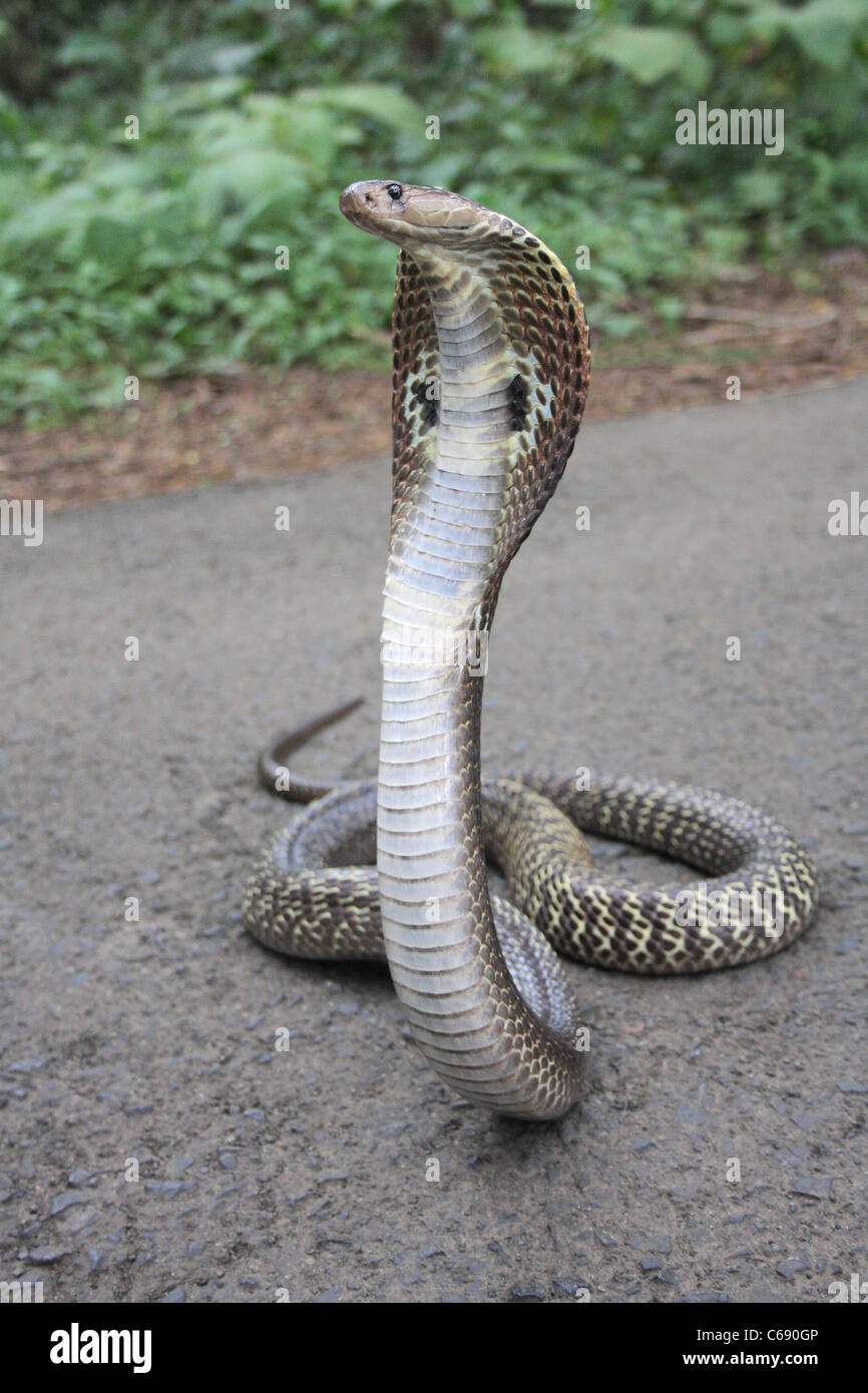 SPECTACLED COBRA. Naja naja. Venomous, common Stock Photo - Alamy SPECTACLED COBRA. Naja naja. Venomous, common Stock Photo - Alamy