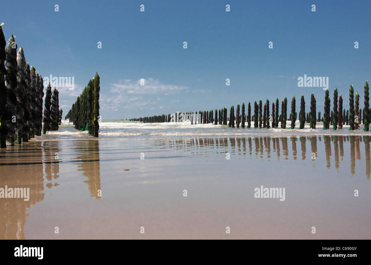 mussel sea on the coast of opal in France Bouchot Stock Photo - Alamy