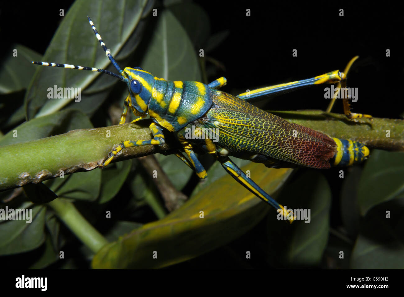 A Painted Grasshopper on a tree Stock Photo - Alamy