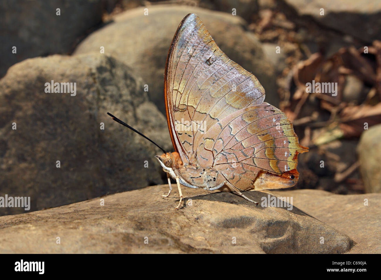 The Tawny Rajah (Charaxes bernardus Stock Photo - Alamy