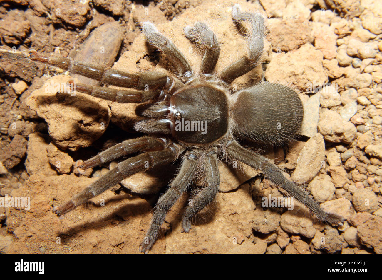 TARANTULA Spider crawling. Closeup Stock Photo - Alamy