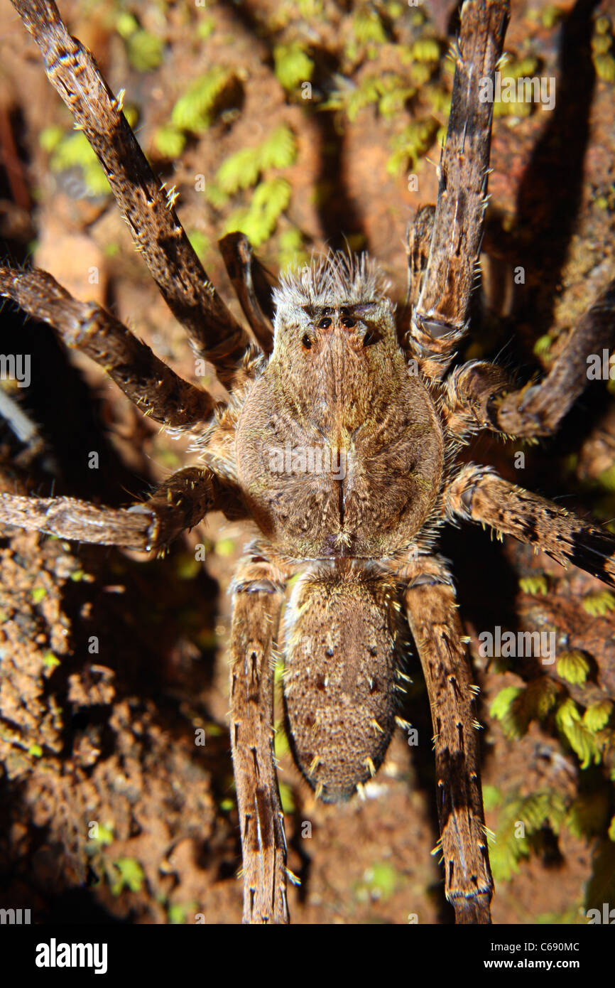 Photographs of a spider hi-res stock photography and images - Alamy