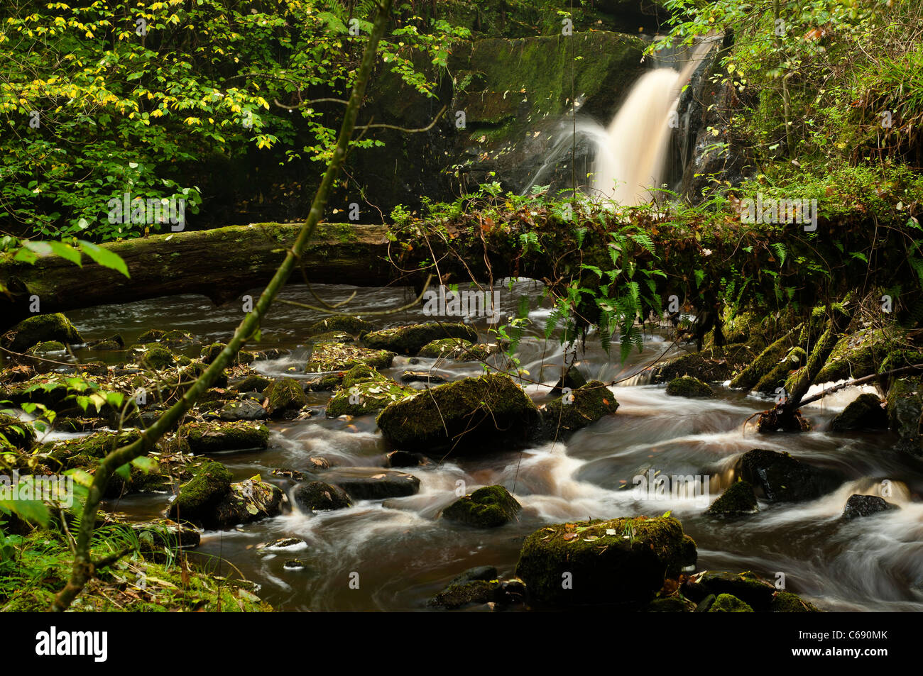Fallen tree hi-res stock photography and images - Alamy