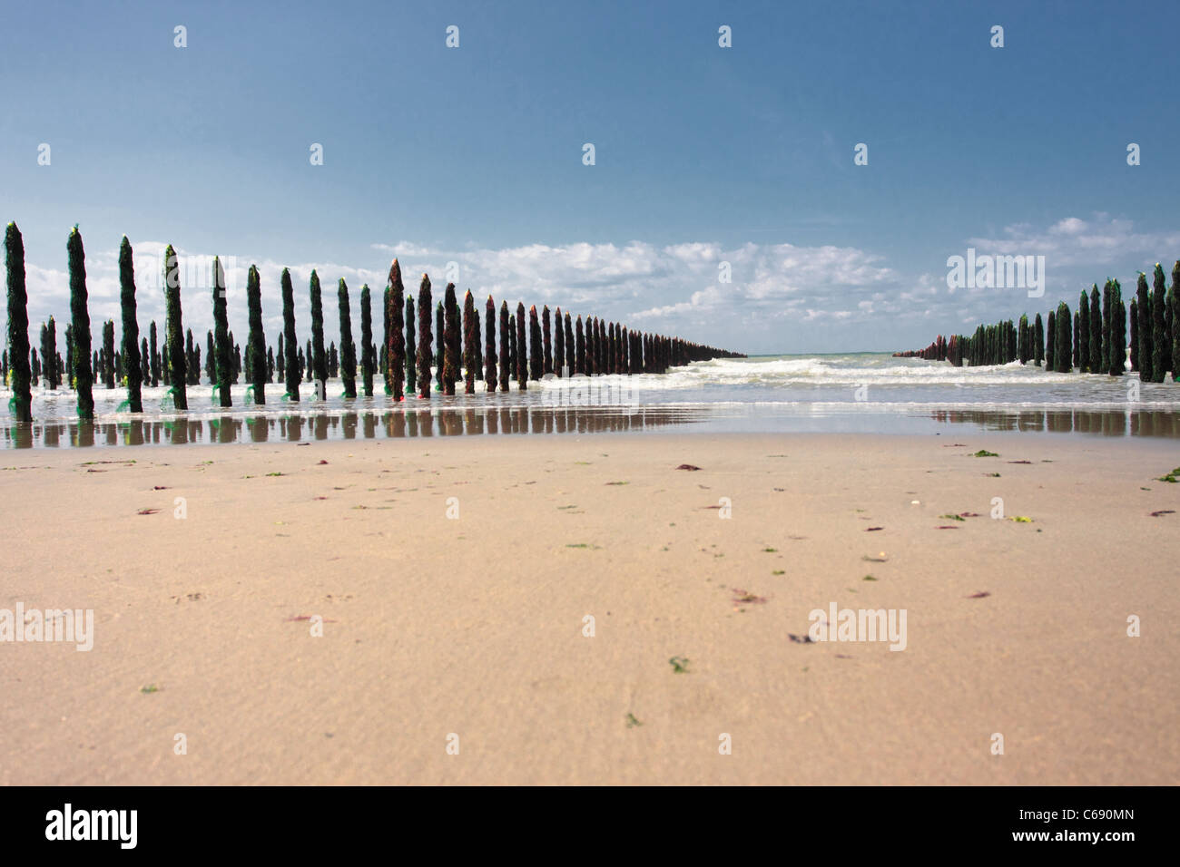 mussel sea on the coast of opal in France Bouchot Stock Photo - Alamy
