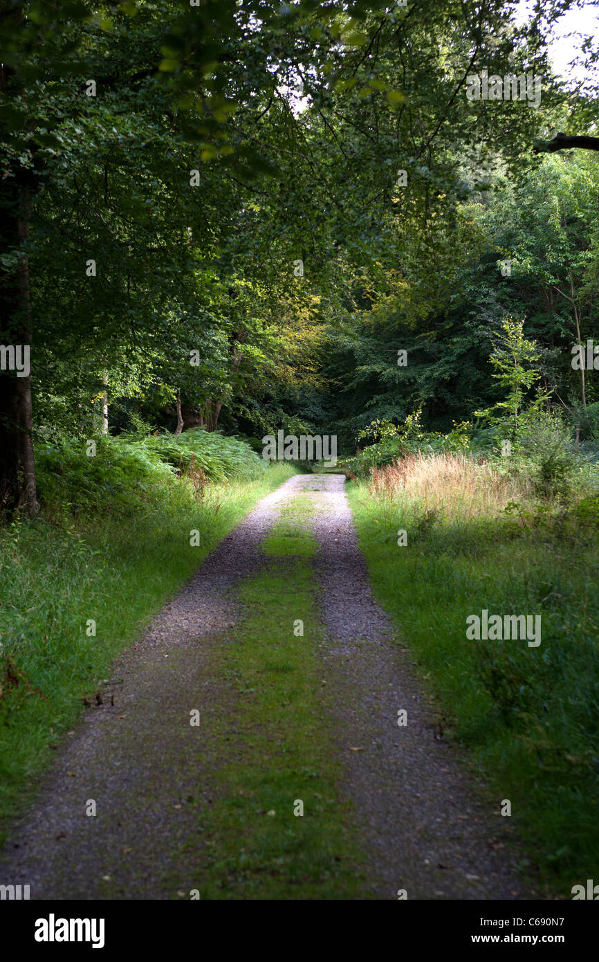 Savernake estate wiltshire hi-res stock photography and images - Alamy