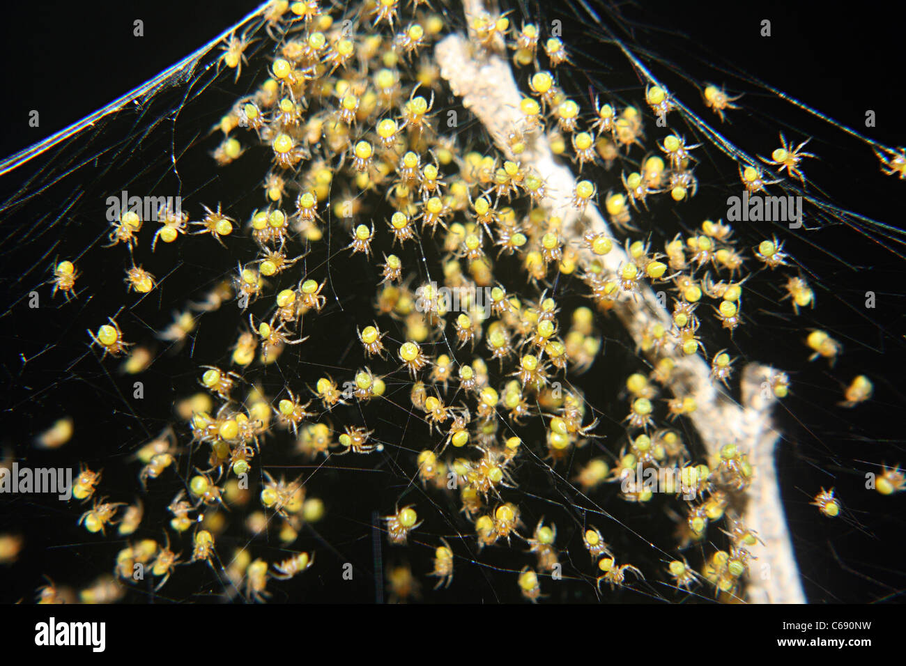 Spiderlings hi-res stock photography and images - Alamy