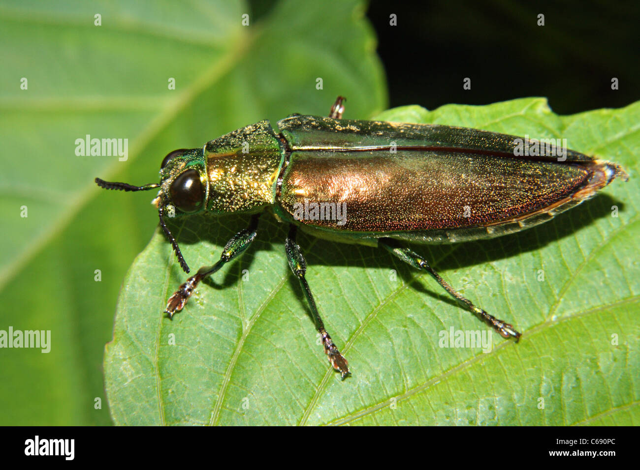 Jewel beetle hi-res stock photography and images - Alamy