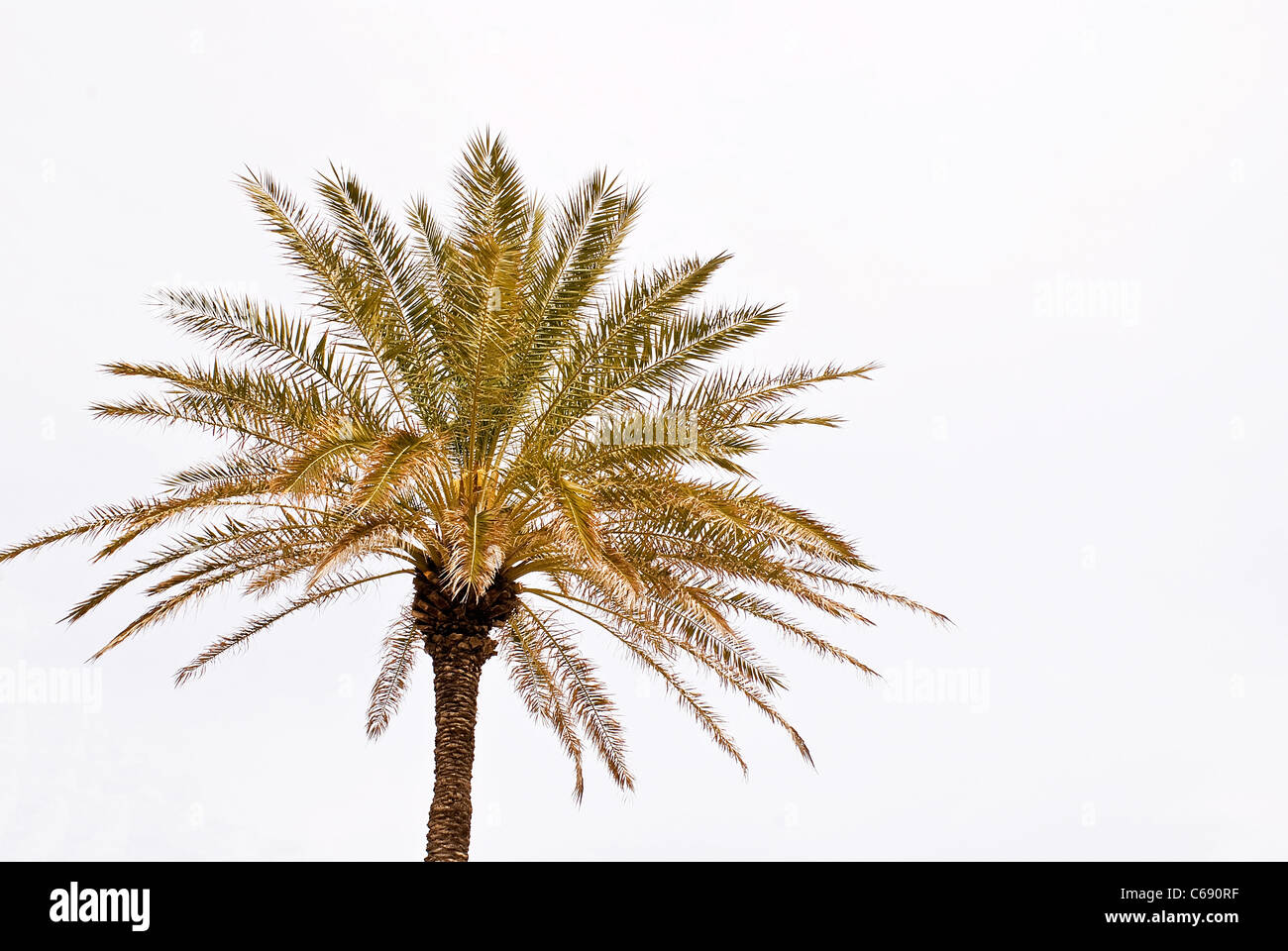 Palm tree Cut Out Stock Images & Pictures - Alamy