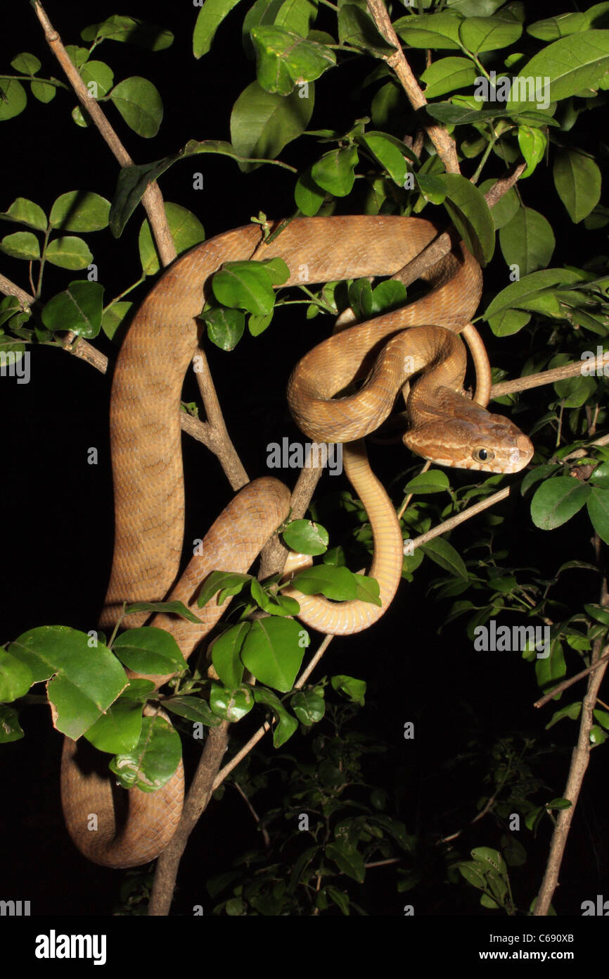 COMMON CAT SNAKE Boiga trigonata Mildly Venomous, Common. Indian Gamma ...