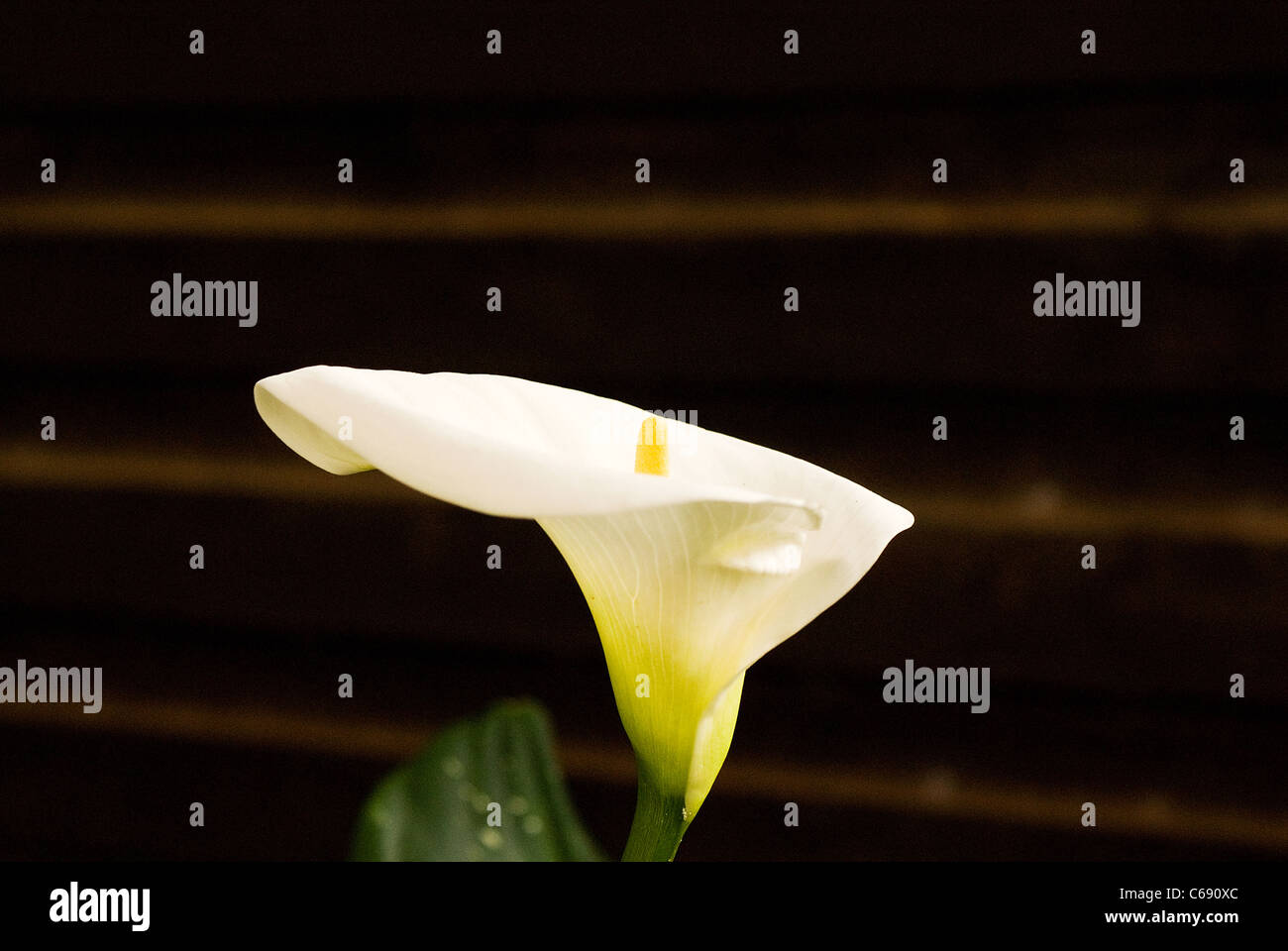Single stem white calla lily hi-res stock photography and images - Alamy