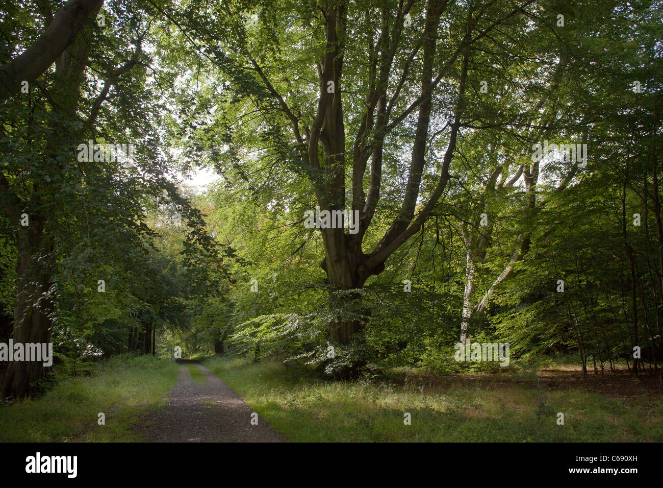 Savernake forest hi-res stock photography and images - Alamy