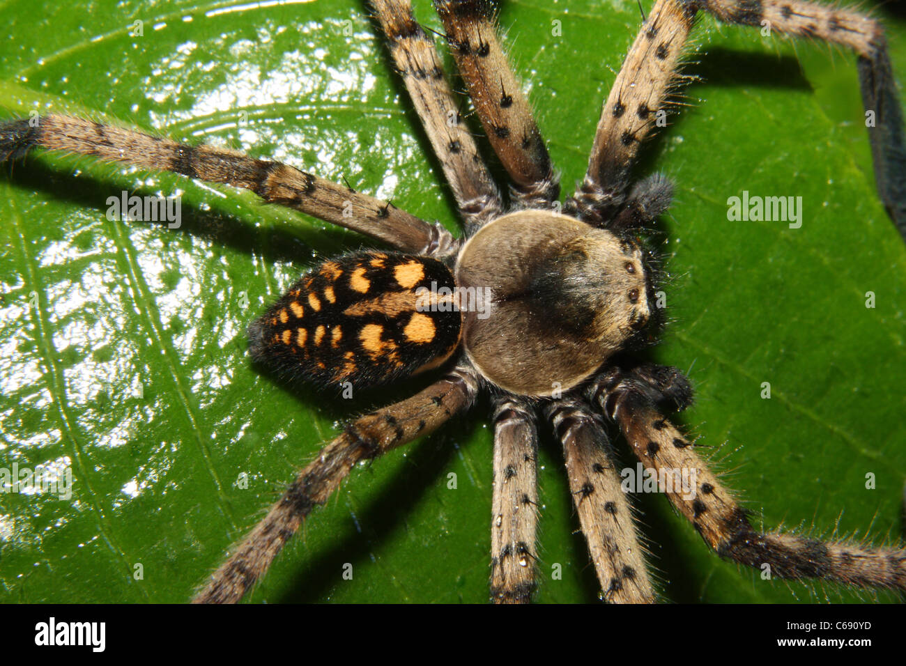 Sparassidae Spider or huntsman spider (formerly Heteropodidae Stock ...