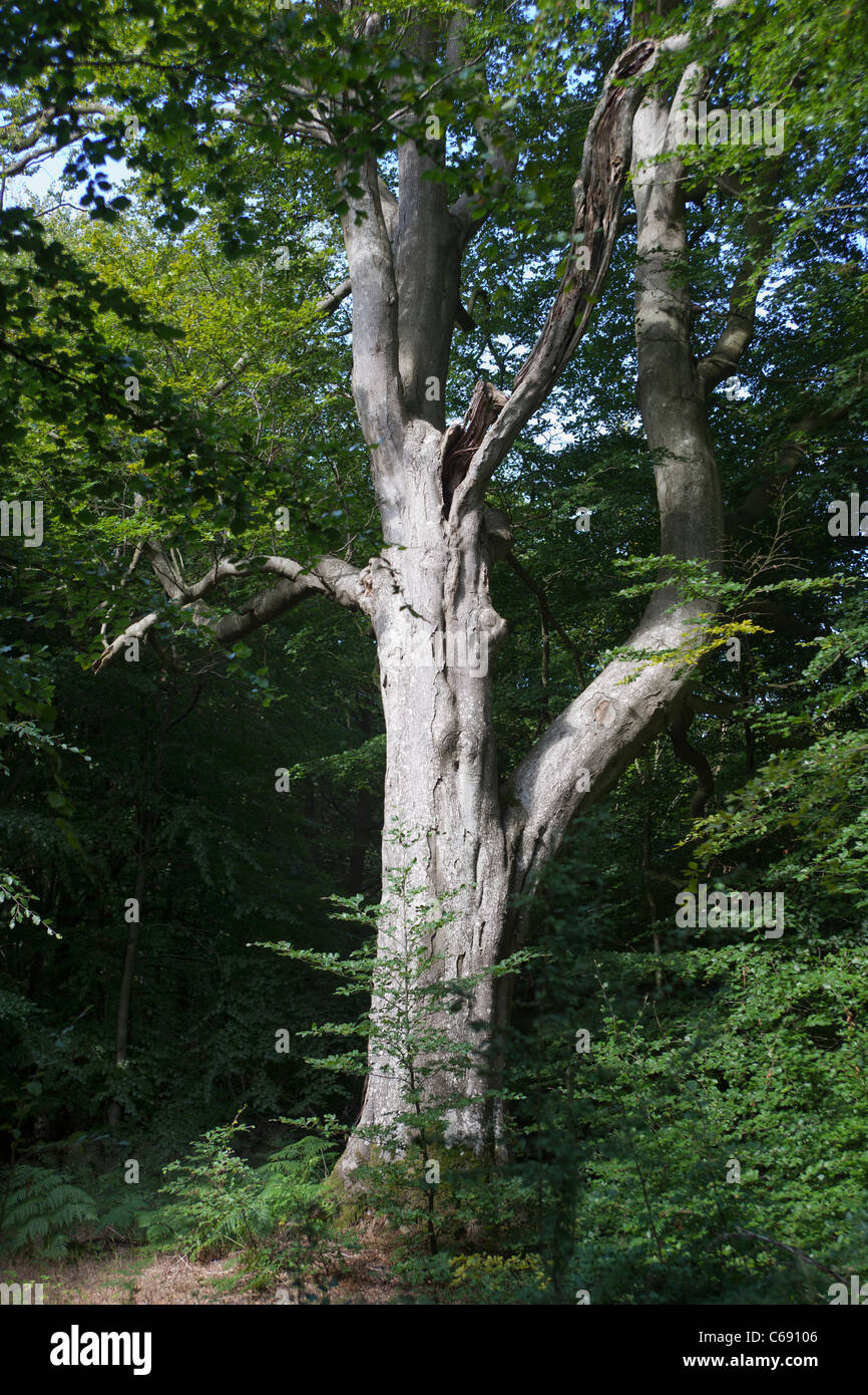 Savernake estate wiltshire hi-res stock photography and images - Alamy