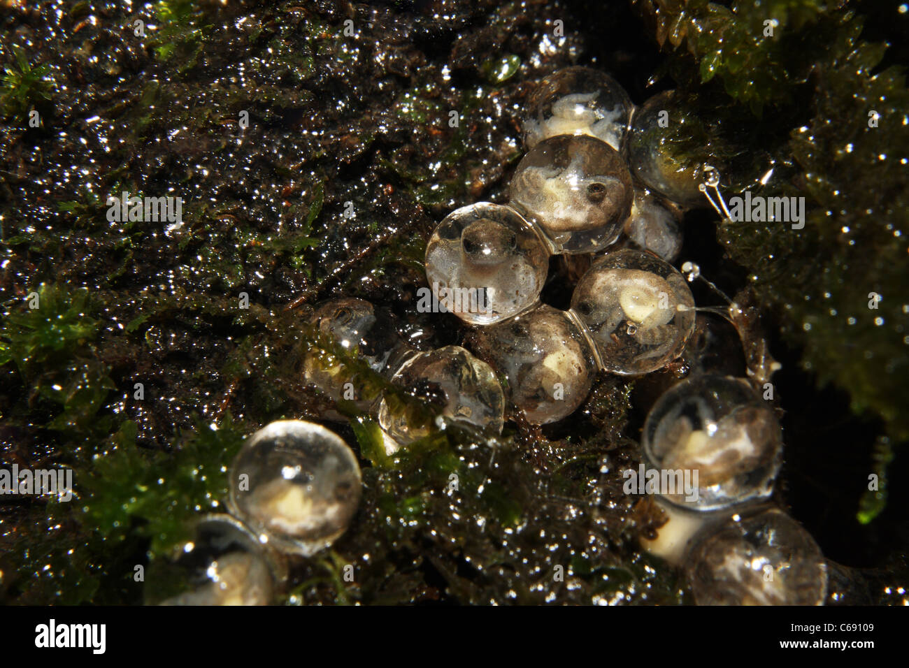 Frog eggs hi-res stock photography and images - Alamy
