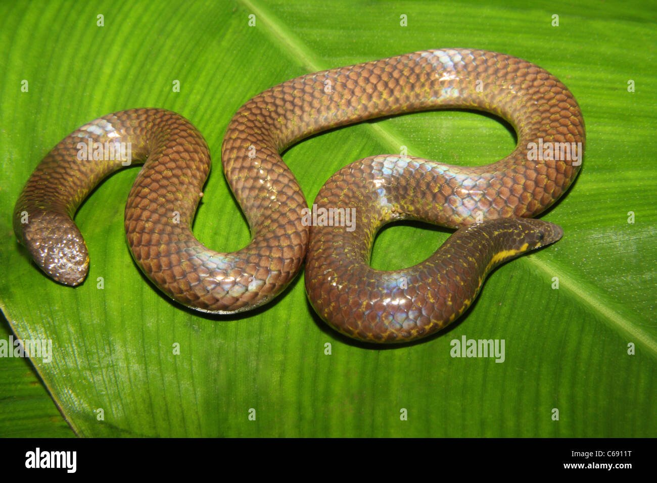 Perrotets shieldtail snake hi-res stock photography and images - Alamy