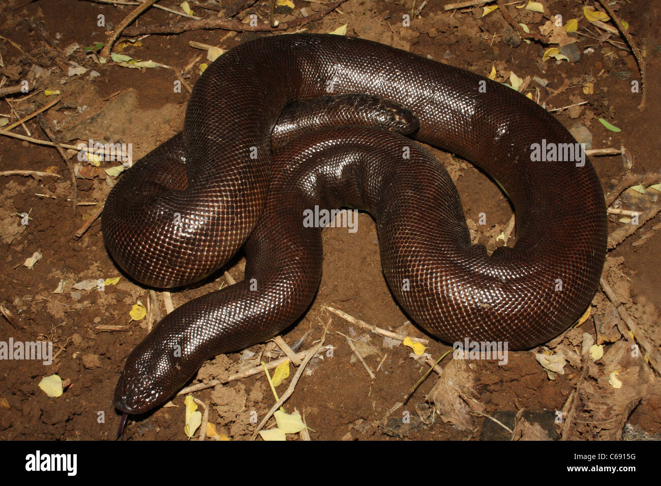 Red Sand Boa Snake High Resolution Stock Photography and Images - Alamy