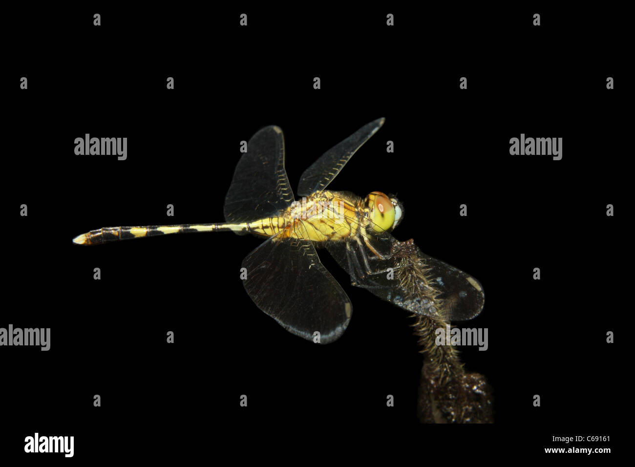 Dragonfly photos hi-res stock photography and images - Alamy