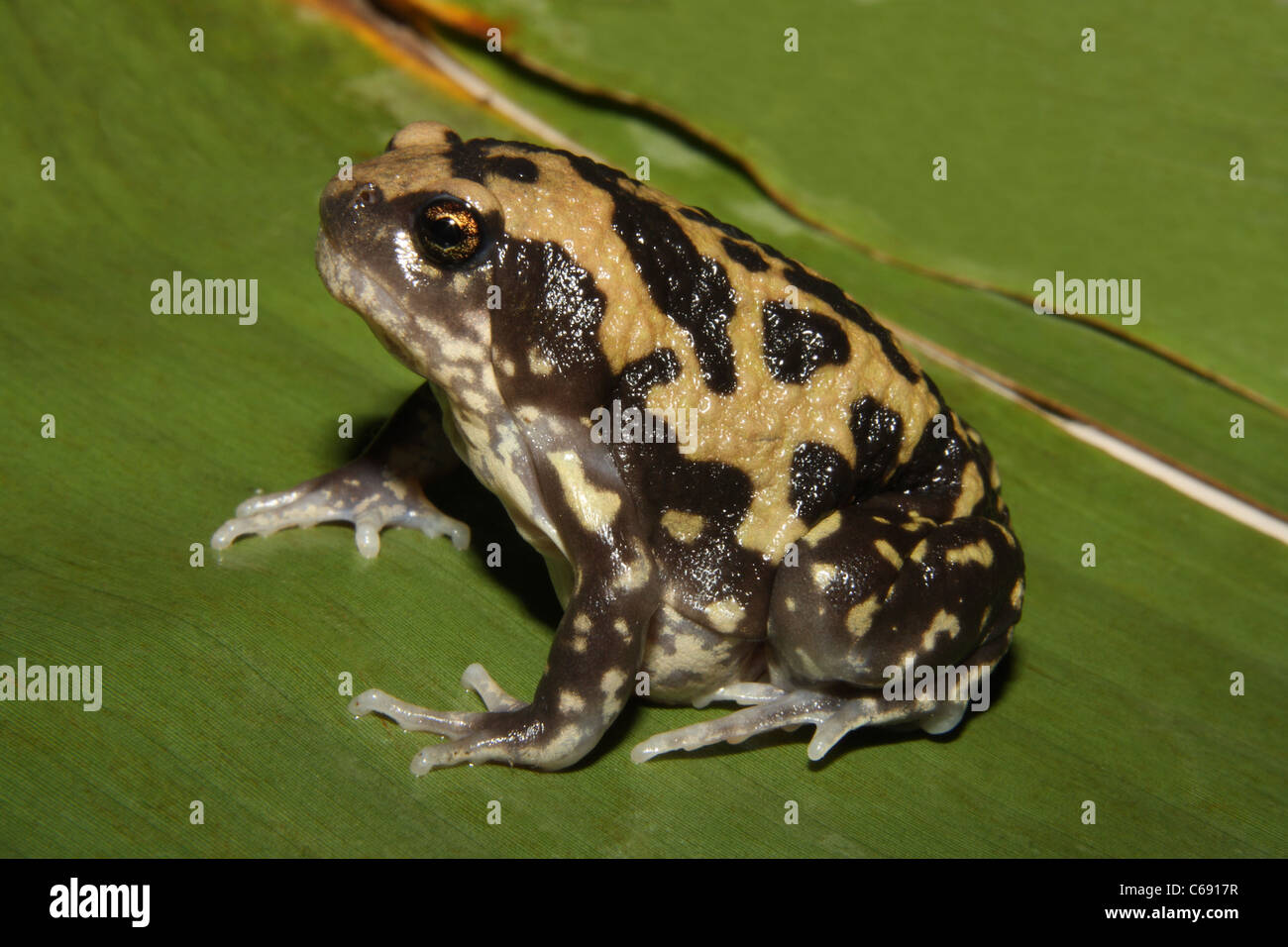 Marbled Balloon Frog (Uperodon systoma Stock Photo - Alamy