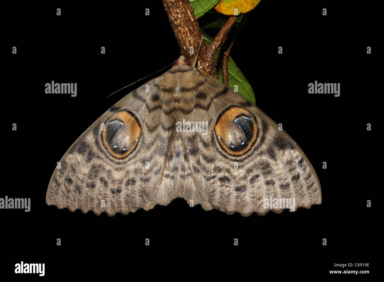 Moth hi-res stock photography and images - Alamy