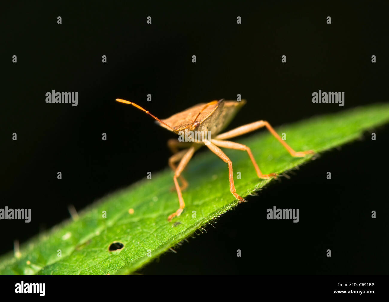 Stinkbug hi-res stock photography and images - Alamy