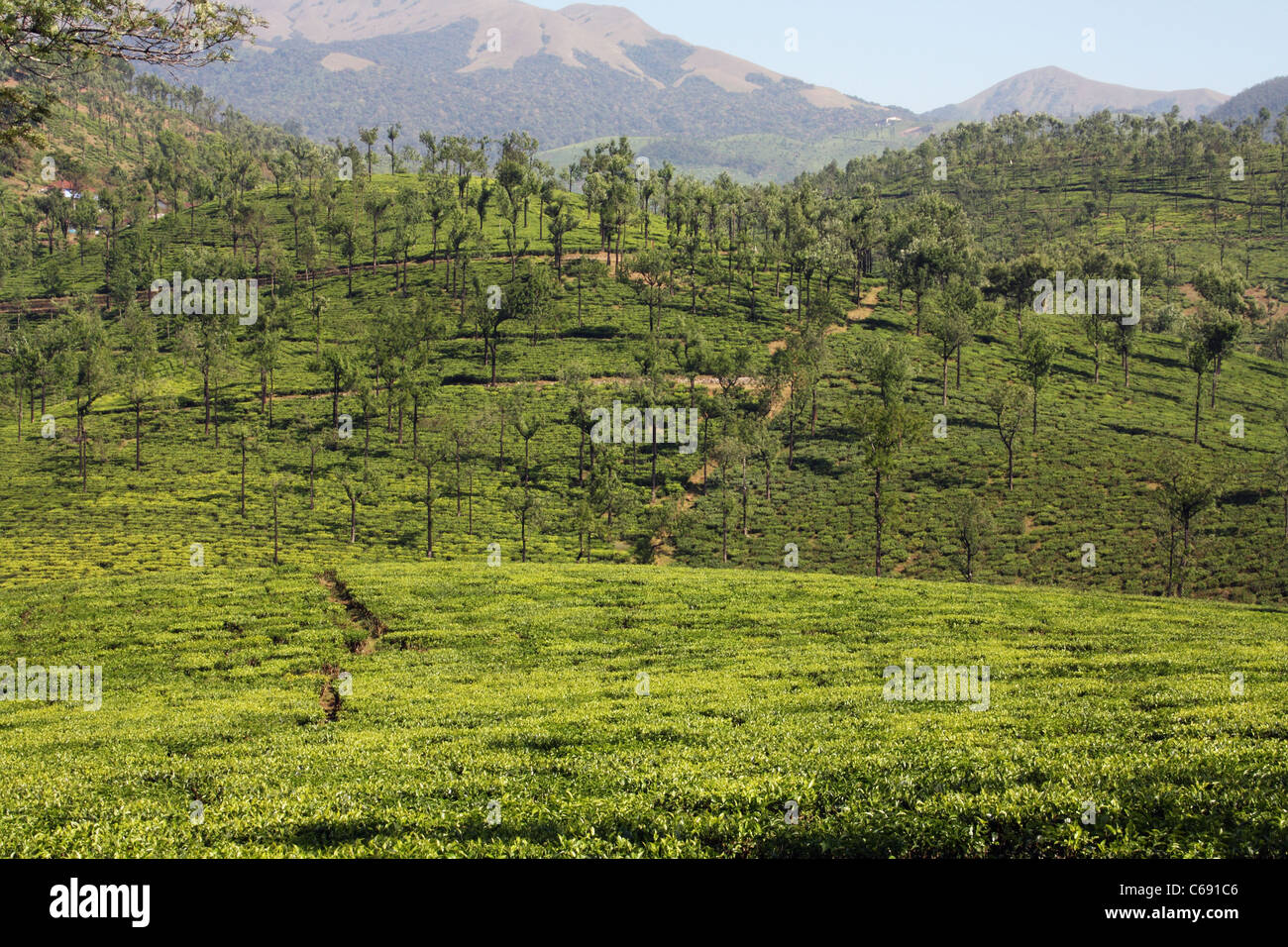 Valparai hi-res stock photography and images - Alamy
